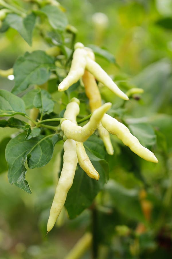 Chilli stock photo. Image of horticulture, plants, food - 46810566