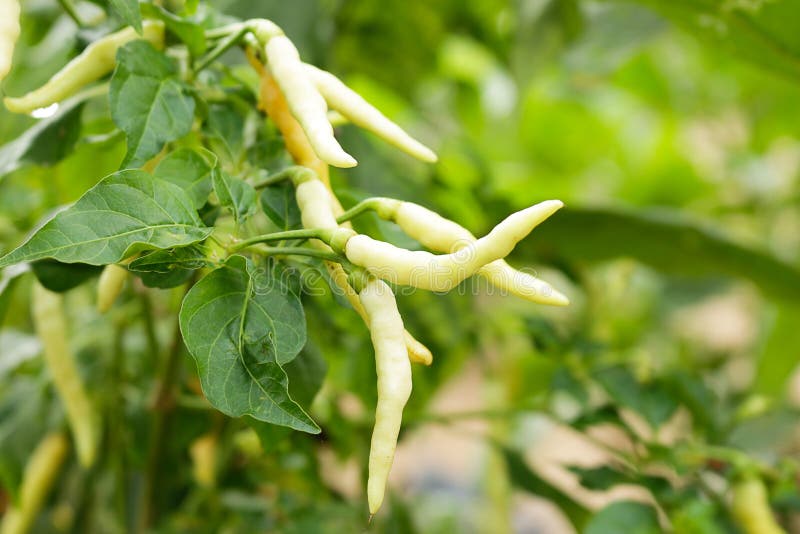 Chilli stock image. Image of horticulture, tropical, peppers - 46810577