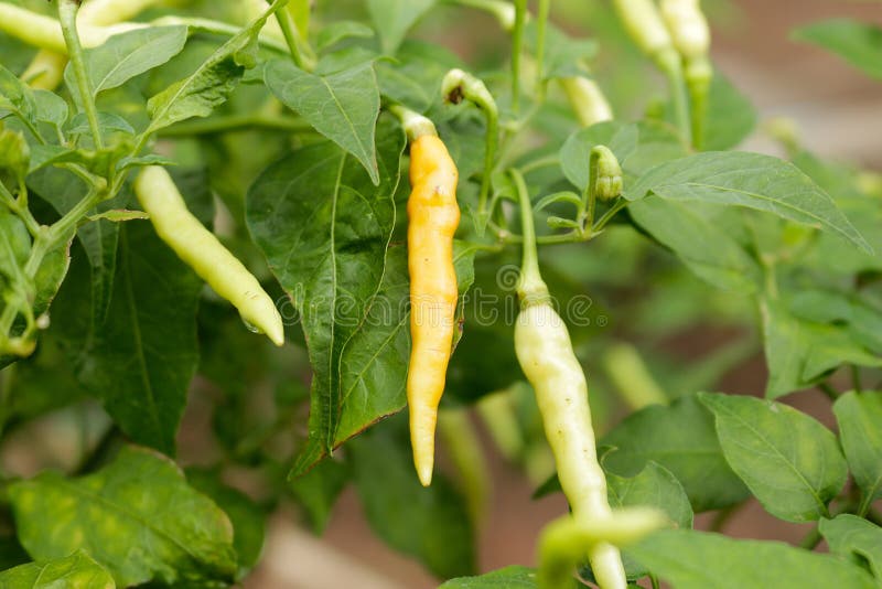 Chilli stock photo. Image of white, asian, spicy, crops - 46810578