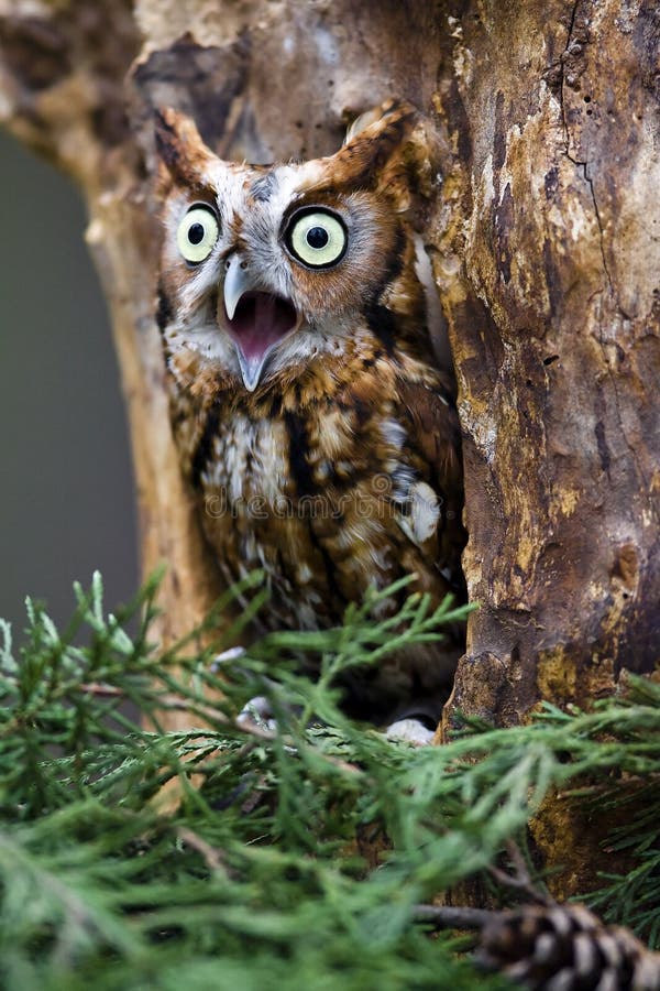 Chillido-Buho del este imagen de archivo. Imagen de buho - 7213575
