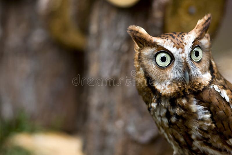 Chillido-Buho del este imagen de archivo. Imagen de penacho - 8757885