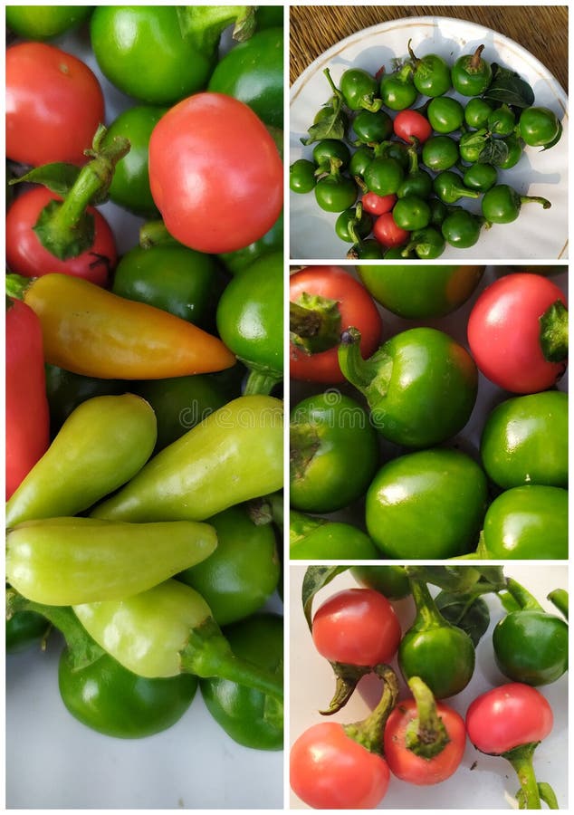 Chillies stock photo. Image of chilli, chillies, collage - 174792774