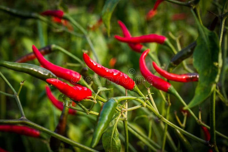 Chilli tree stock photo. Image of macro, decorative, growth - 33360494