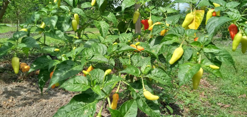 Chillies Plant at Farm Land Stock Photo - Image of farmland, farm ...