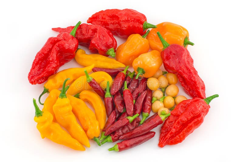 Chillies stock image. Image of paprika, neide, monkey - 45114131