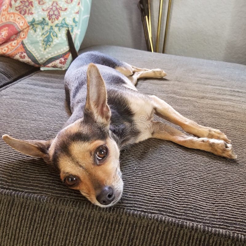 Dog Chillin Couch Stock Photos - Free & Royalty-Free Stock Photos from ...