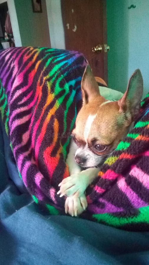 Chillin stock photo. Image of tiger, chillin, laying - 124447710