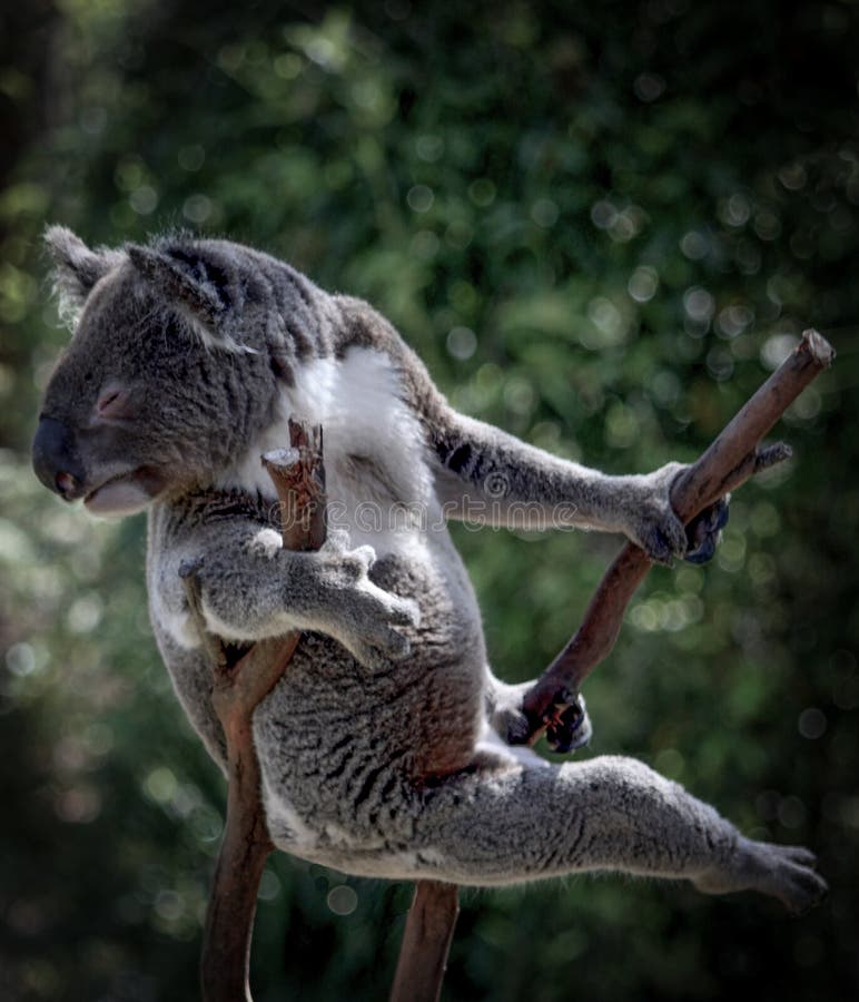 Chill Koala Photos - Free & Royalty-Free Stock Photos from Dreamstime