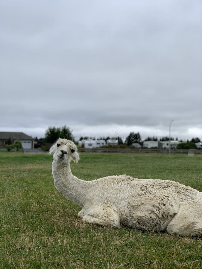 Chilling alpaca stock image. Image of chilling, grass - 262656301
