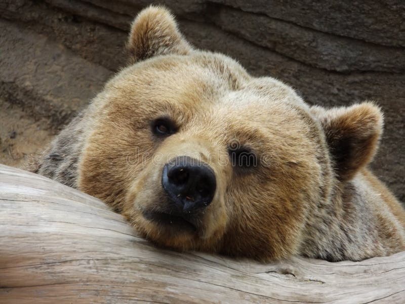 Chilling Bear editorial image. Image of lisbon, chilling - 80810615