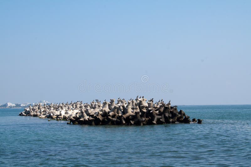 Chilling birds in the sun stock photo. Image of beautiful - 72991262