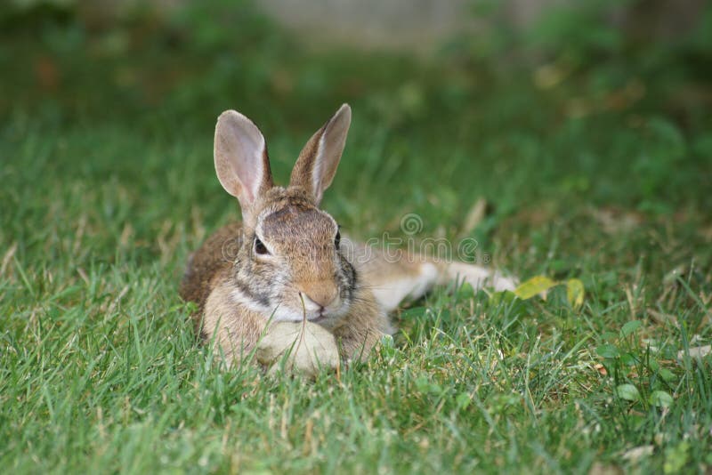Chilling Bunny stock image. Image of sleepy, green, chilling - 75753563