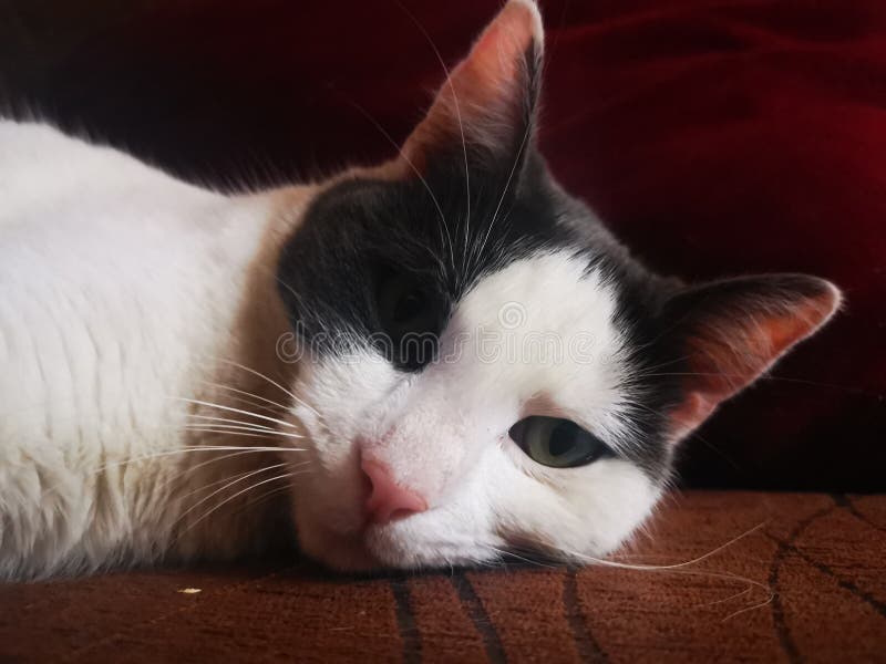 Chilling cat stock image. Image of closeup, black, enjoying - 237986875