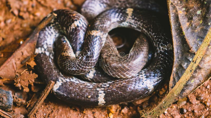 Chilling Dangerous Snake Stock Photos - Free & Royalty-Free Stock ...