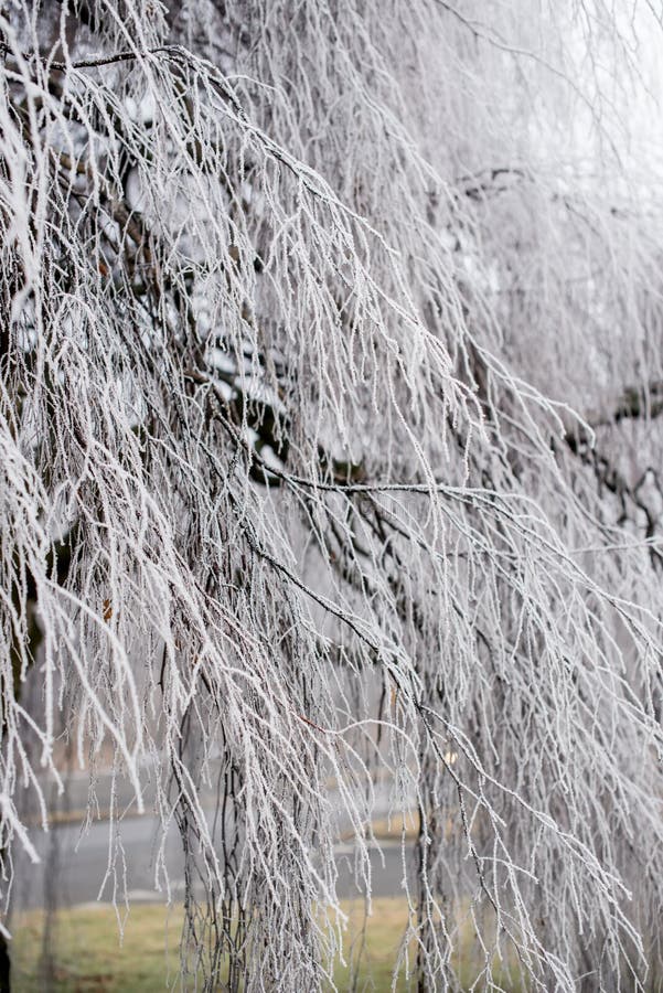 Chilling Details of a Icy Tree Stock Photo - Image of nature ...