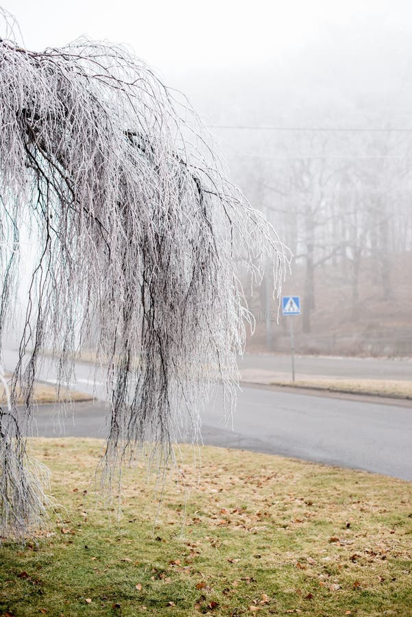 Chilling Details of a Icy Tree Stock Photo - Image of rural, snowfall ...