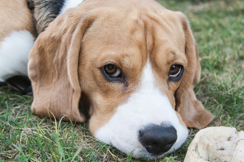 Chilling dog stock image. Image of creative, eyes, cuteness - 72992549