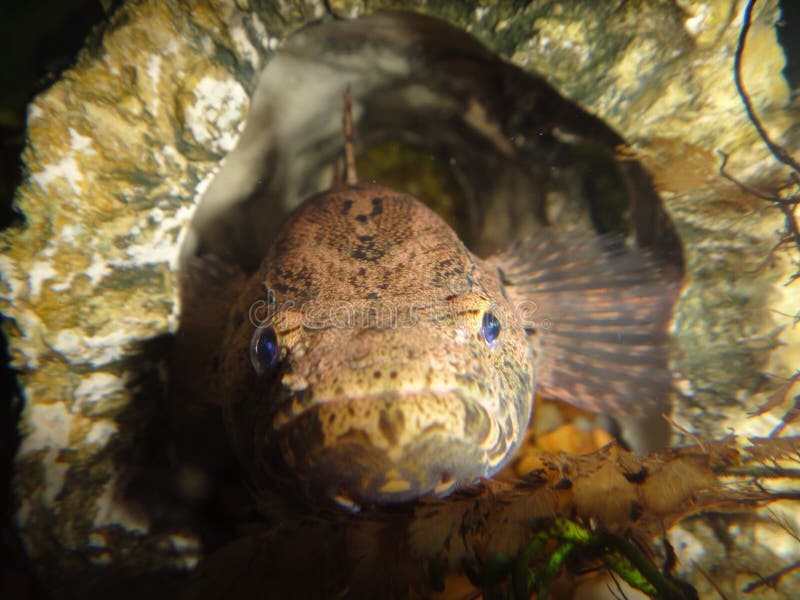 Chilling fish stock photo. Image of fish, water, grumpy - 21342504