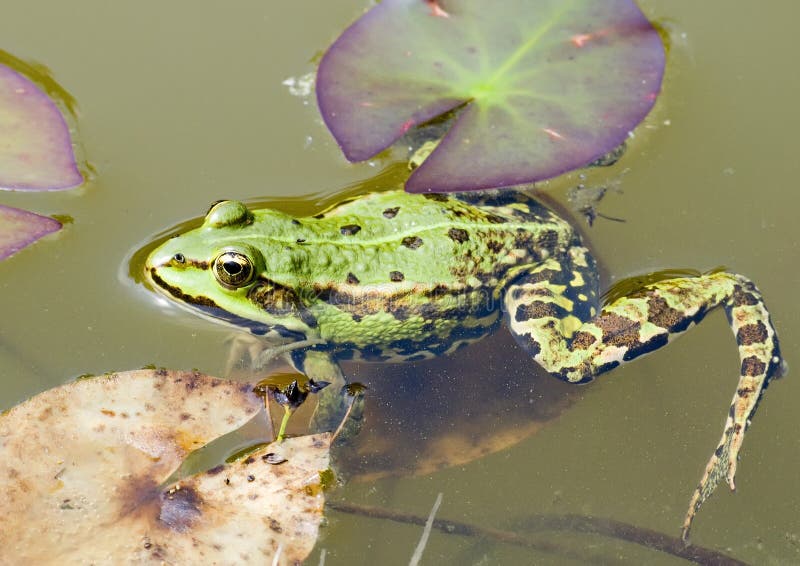 Chilling frog stock photo. Image of animal, croaking, rest - 2935764