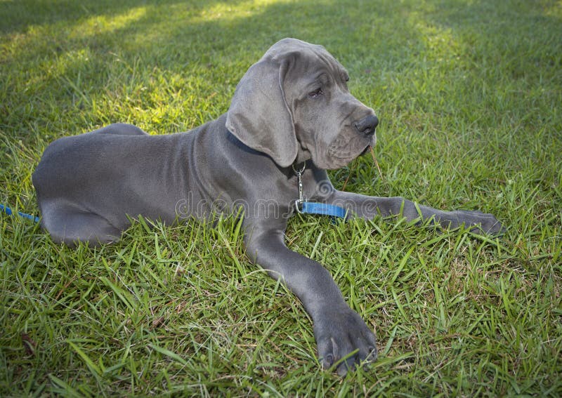 Chilling stock image. Image of leash, nose, animal, straw - 61865395