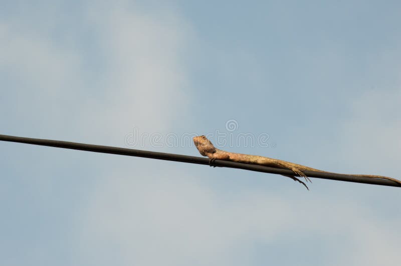 Chilling Lizard stock photo. Image of reptile, animal - 39473832