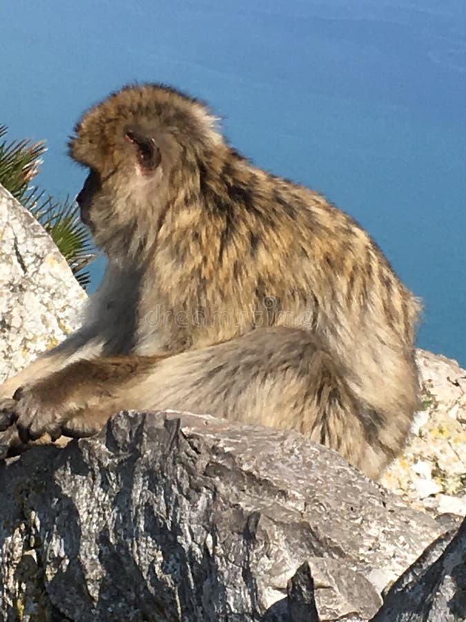 Chilling stock photo. Image of gibraltar, rock, chilling - 151035524