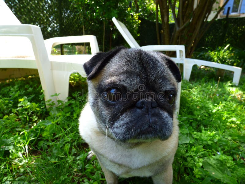 Chilling pug stock image. Image of carlin, extacopy, lovely - 95513171