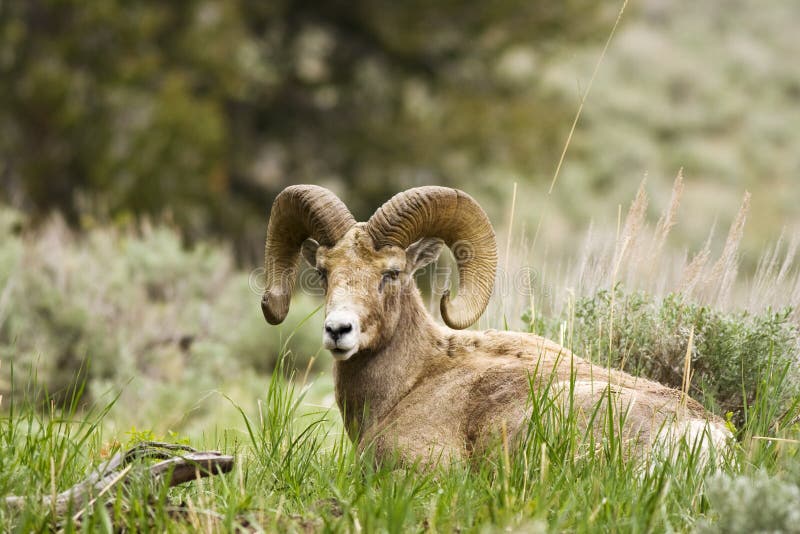 28,360 Ram Animal Stock Photos - Free & Royalty-Free Stock Photos from ...
