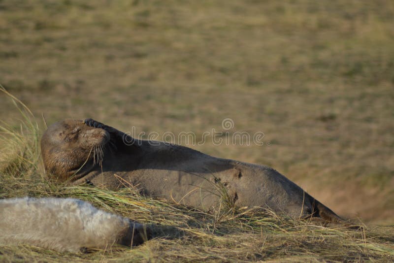 Seal asleep stock photo. Image of snout, safari, ecosystem - 106779536