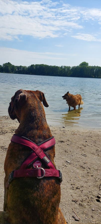Chilling in the sun editorial stock photo. Image of summer - 221586253