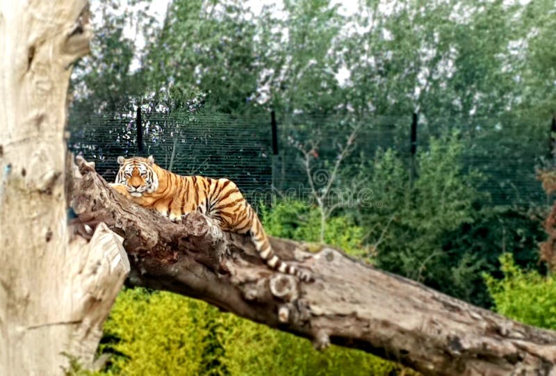 Calm before the storm stock image. Image of storm, nature - 134465867