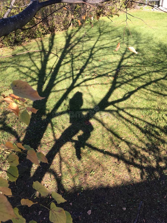 Chilling in a tree stock photo. Image of girl, tree - 122387280