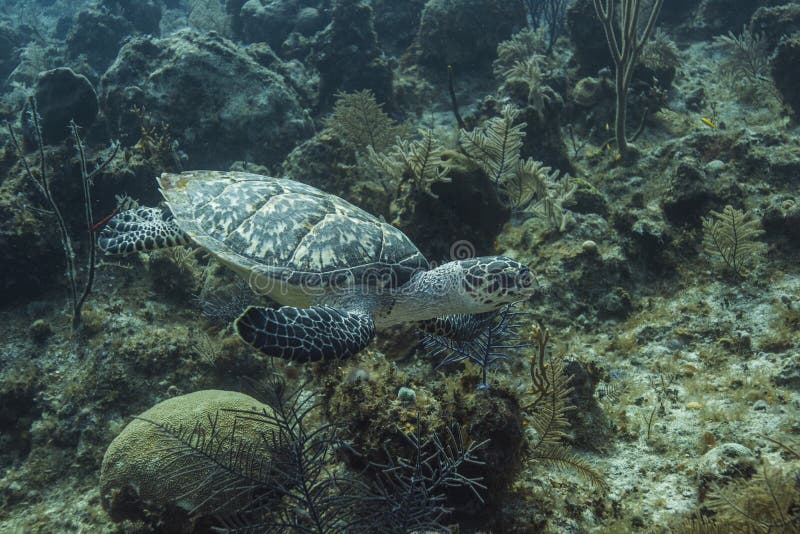 Chilling turtle stock photo. Image of snorkel, terrapin - 40284734