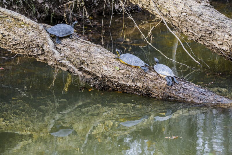 Chilling Turtles stock photo. Image of turtles, friends - 62523904