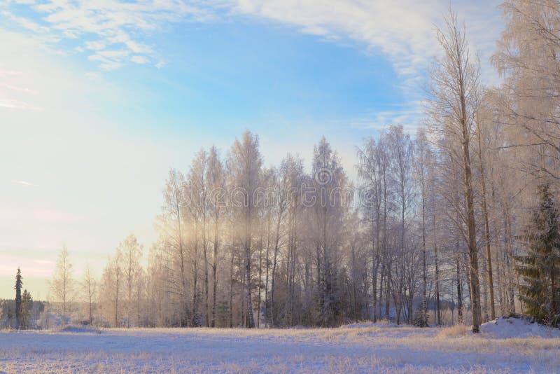 Chilling View of a Snowy Field and Bare Tree Forest Stock Photo - Image ...