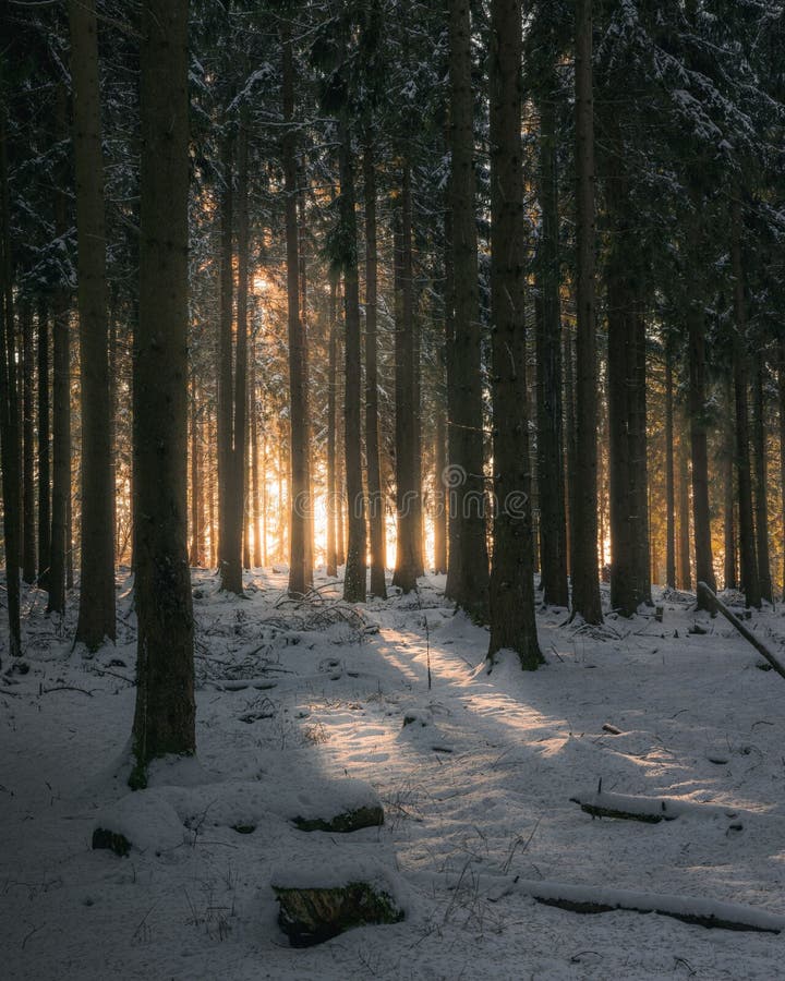 Chilling View of a Snowy Woods of Taunus, Germany Stock Image - Image ...