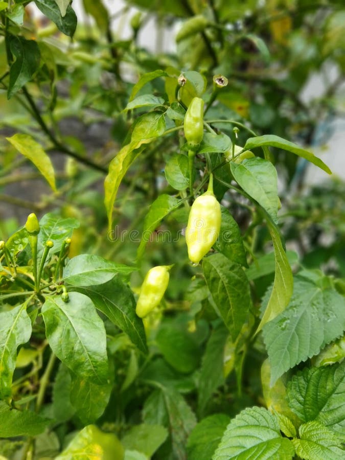 Chilli stock image. Image of vegetables, chillipaper - 236348713