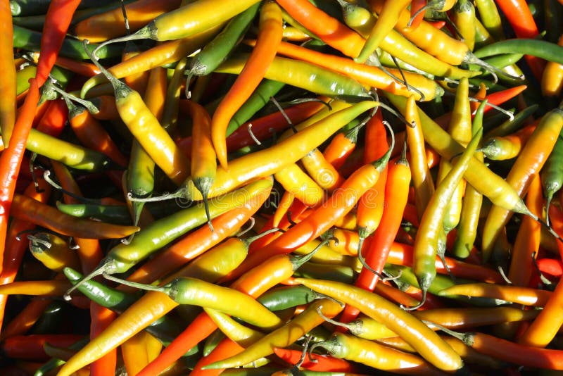 3 Chillis stock photo. Image of kitchen, peppers, chillis - 9552