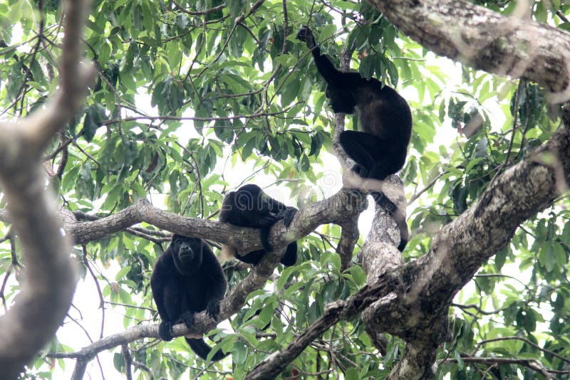 Chillones foto de archivo. Imagen de cubo, animal, travieso - 22990214