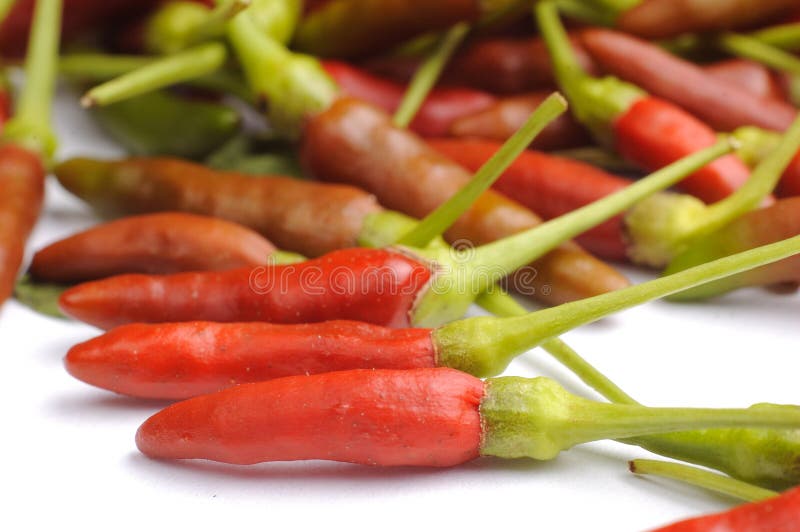 Chilly stock image. Image of chilly, green, close, bird - 10811877