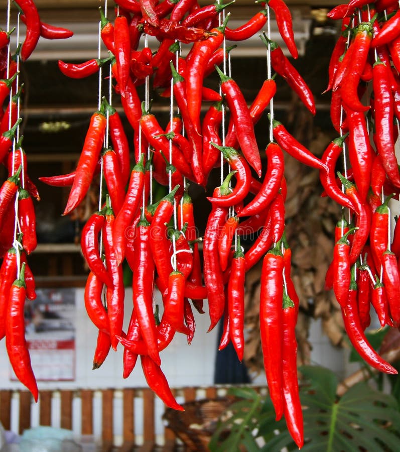 Chilly stock photo. Image of vibrant, heat, closeup, mexican - 13130692