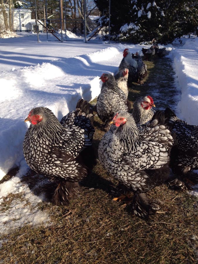 Chilly chickens stock photo. Image of hens, chilly, snow - 47465376