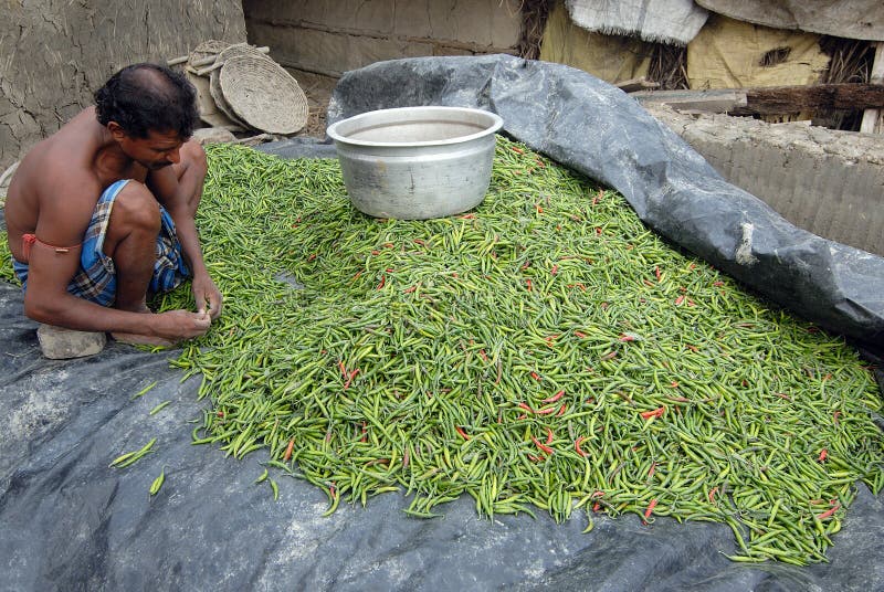 Chilly Collection editorial stock photo. Image of editorial - 25131083