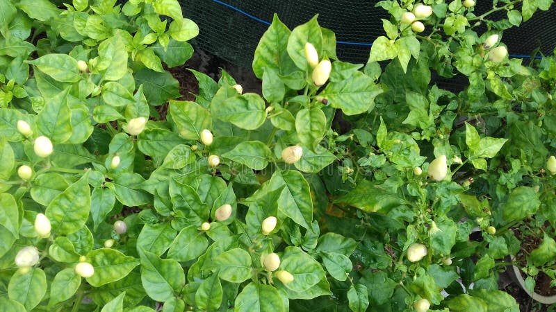 Chilly stock image. Image of sunlight, tree, liteness - 77722763