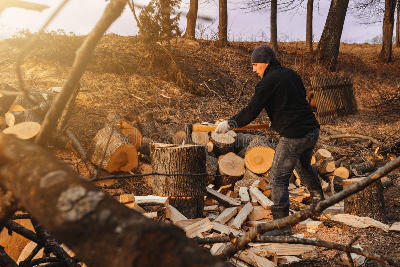 A Chilly Man Harvests Wood for Cold Winter Cutting a Thick Solid Ash ...