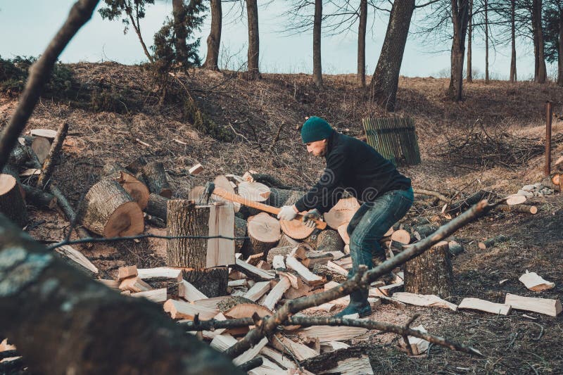 A Chilly Man Harvests Wood for Cold Winter Cutting a Thick Solid Ash ...