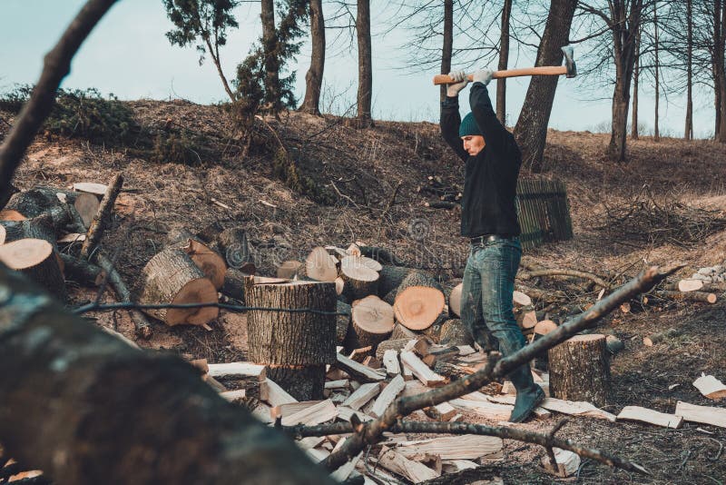 A Chilly Man Harvests Wood for Cold Winter Cutting a Thick Solid Ash ...