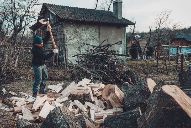 A Chilly Man Harvests Wood for Cold Winter Cutting a Thick Solid Ash ...