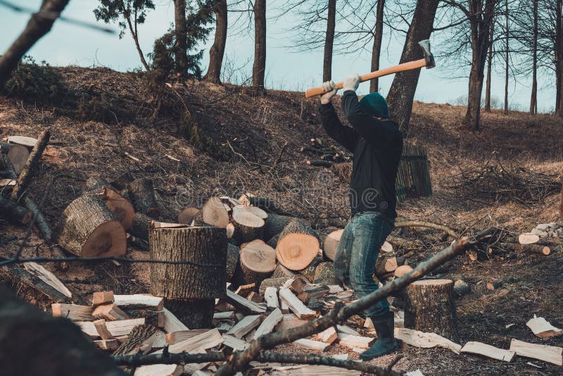 A Chilly Man Harvests Wood for Cold Winter Cutting a Thick Solid Ash ...