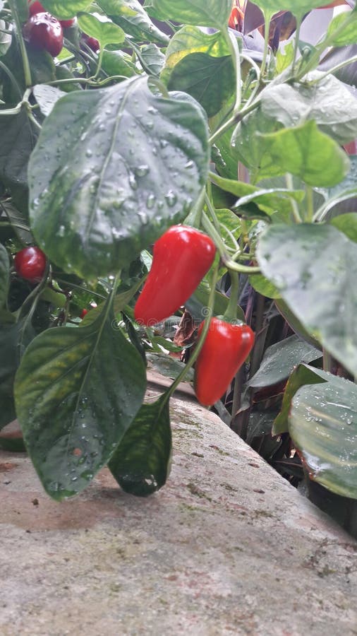 Chilly editorial stock image. Image of food, beautiful - 80134689